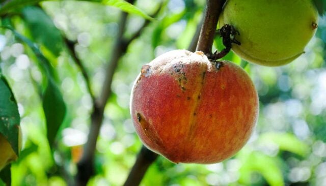 How to Identify and Treat Peach Tree Diseases - Minneopa Orchards