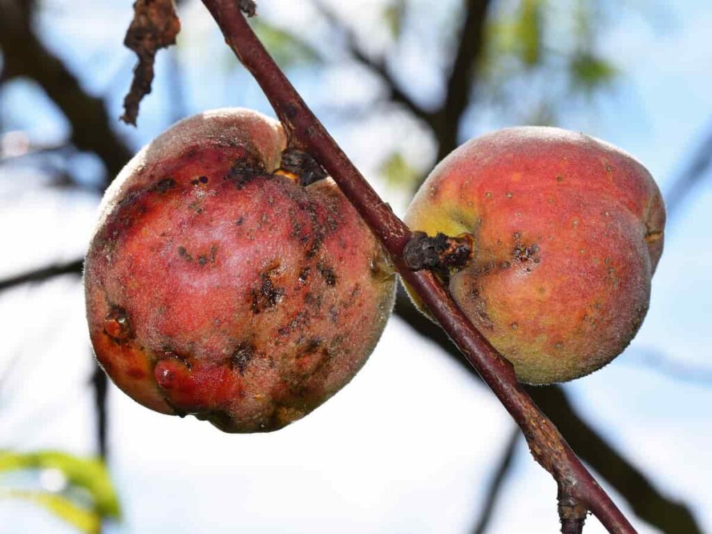 How To Identify And Treat Peach Tree Diseases Minneopa Orchards