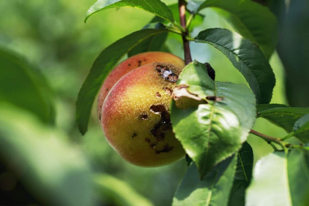 How to Identify and Treat Peach Tree Diseases - Minneopa Orchards