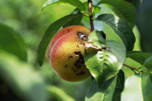How to Identify and Treat Peach Tree Diseases - Minneopa Orchards