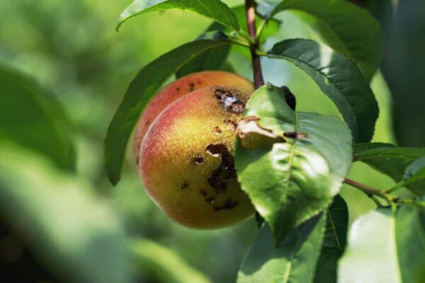 How to Identify and Treat Peach Tree Diseases - Minneopa Orchards