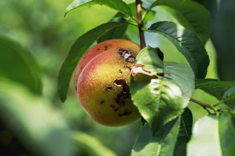 How to Identify and Treat Peach Tree Diseases - Minneopa Orchards