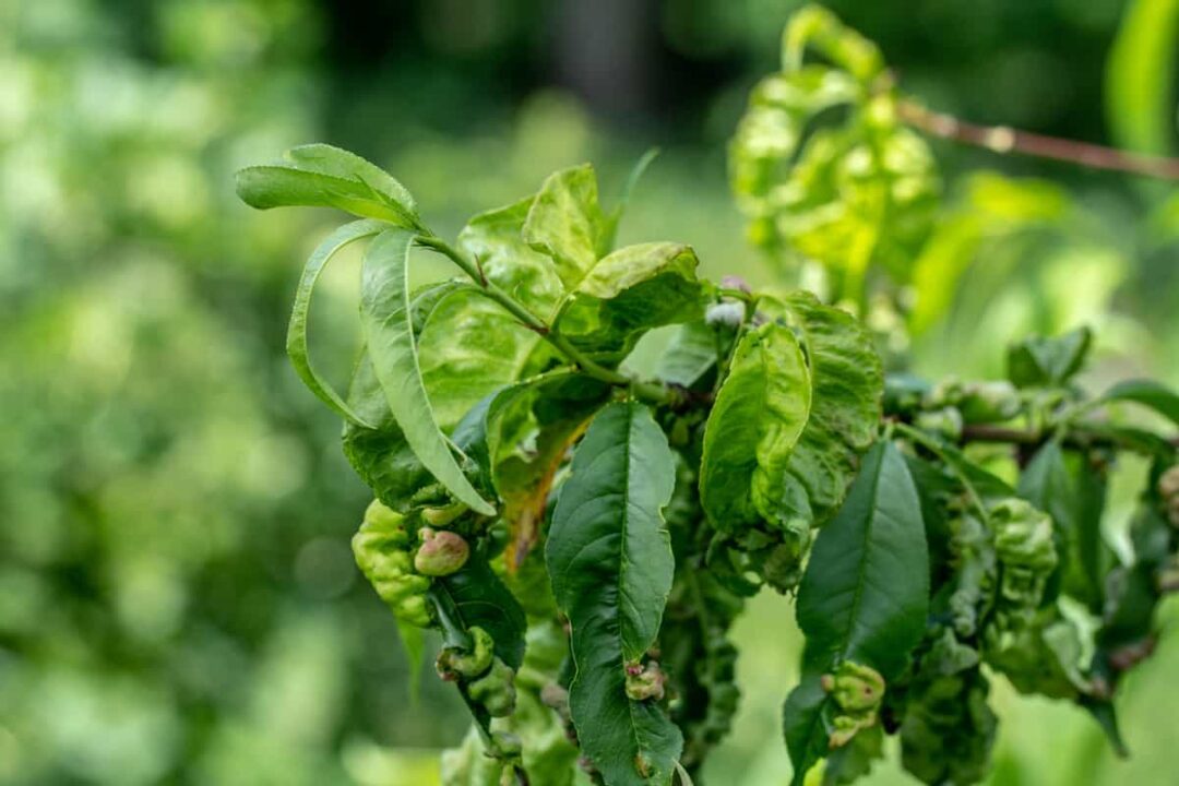 How to Identify and Treat Peach Tree Diseases - Minneopa Orchards