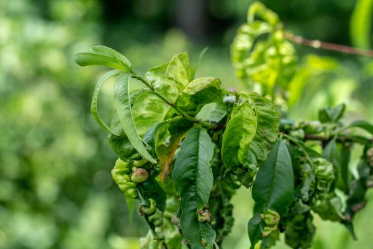 How to Identify and Treat Peach Tree Diseases - Minneopa Orchards