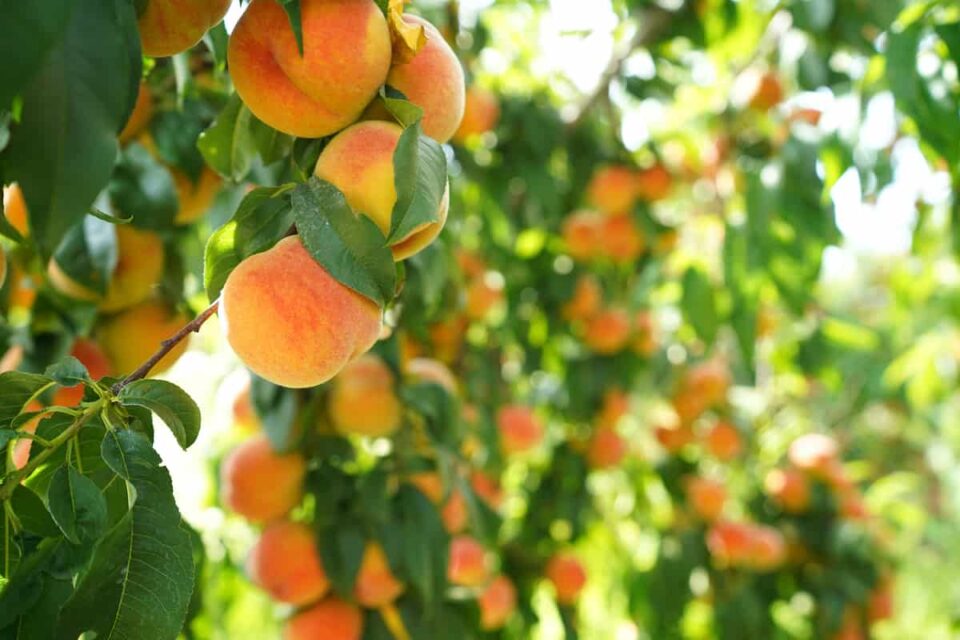 When to Plant a Peach Tree (and Where) - Minneopa Orchards