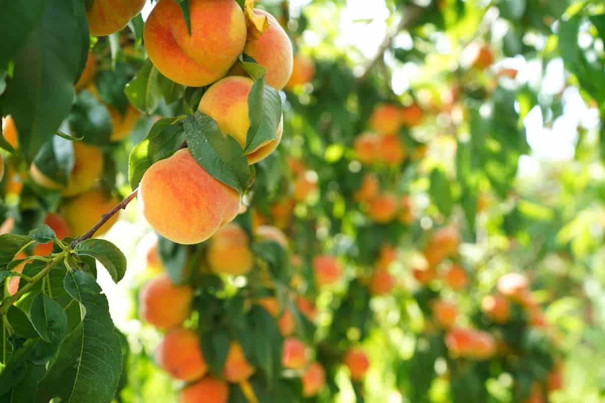 When to Plant a Peach Tree (and Where) - Minneopa Orchards