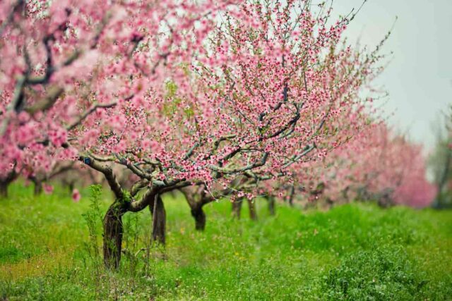 The Best Fertilizer for Peach Trees - Minneopa Orchards