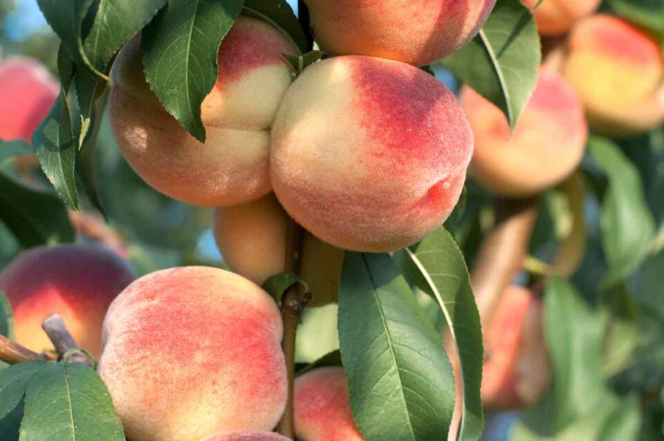 6 Great Tips to Learn How to Harvest Peaches - Minneopa Orchards