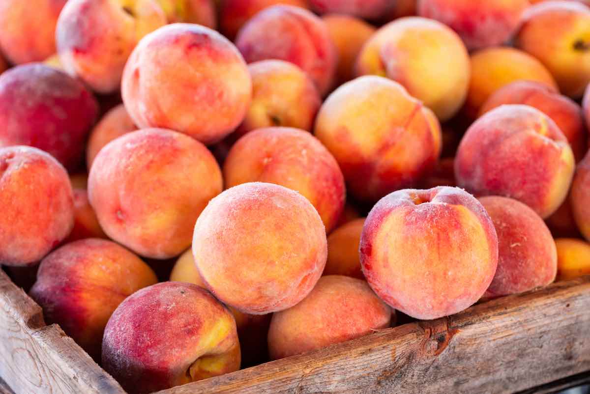 6 Great Tips to Learn How to Harvest Peaches - Minneopa Orchards