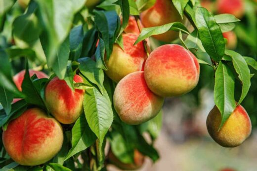 6 Great Tips to Learn How to Harvest Peaches - Minneopa Orchards
