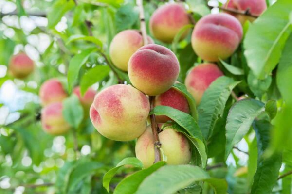 How to Identify and Treat Peach Tree Diseases - Minneopa Orchards