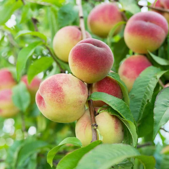 Peaches - Minneopa Orchards