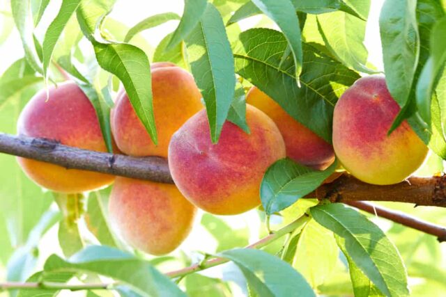 When to Plant a Peach Tree (and Where) - Minneopa Orchards