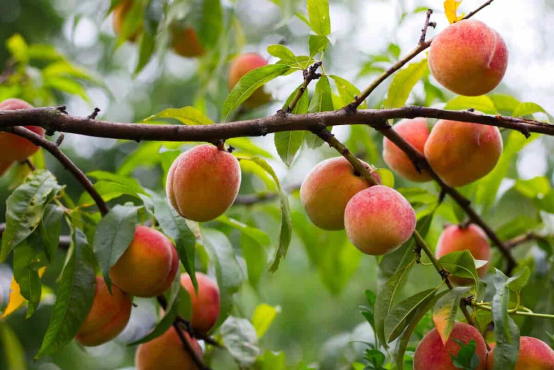 The Best Soil for Peach Trees - Minneopa Orchards