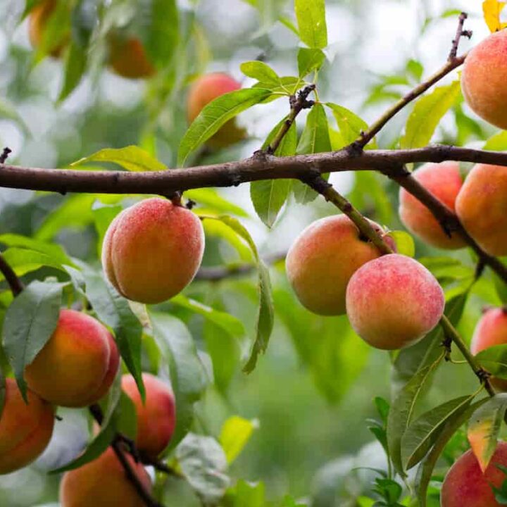 Peach growing - Minneopa Orchards
