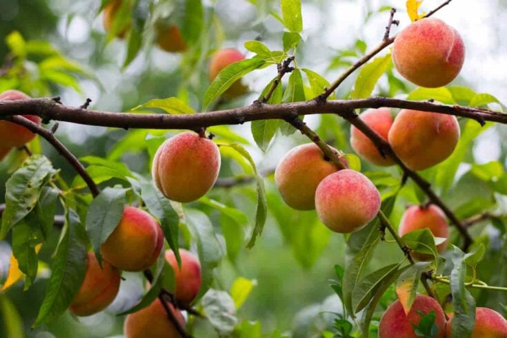The Best Soil for Peach Trees - Minneopa Orchards