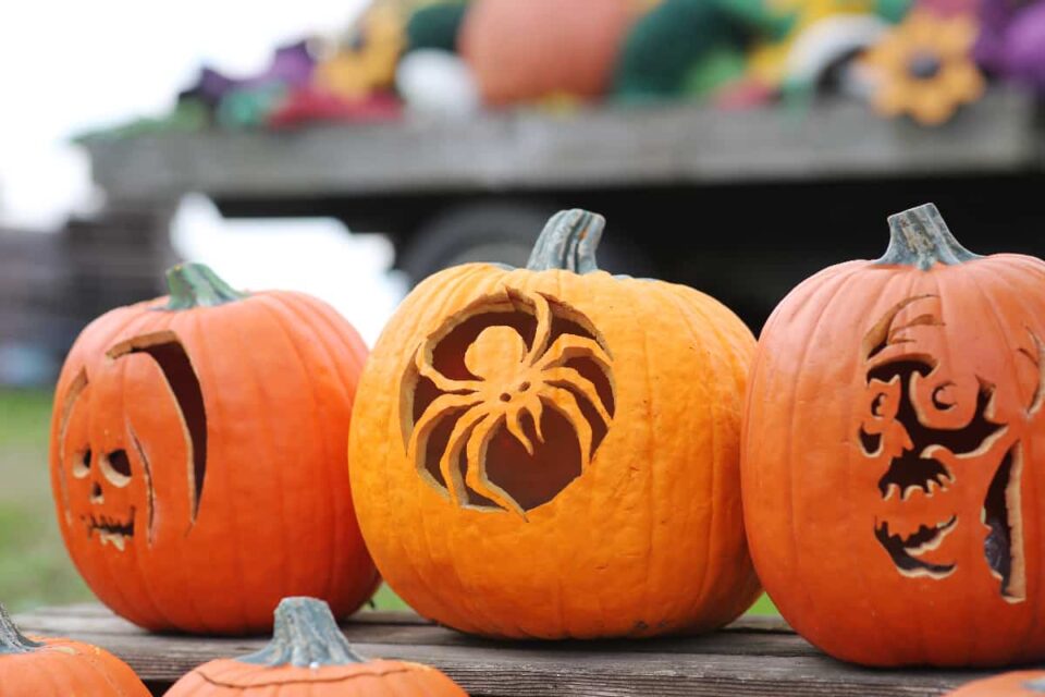 The 16 Best Pumpkin Patches in Pennsylvania - Minneopa Orchards