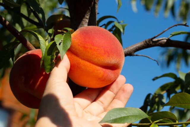 When to Pick Peaches - Minneopa Orchards