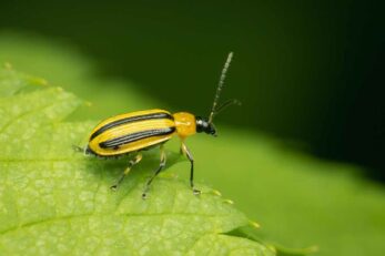 How to Identify, Treat, and Eliminate 5 Pumpkin Pests - Minneopa Orchards