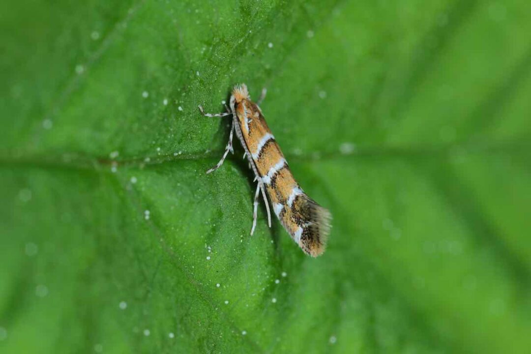 How to Identify and Get Rid of Watermelon Pests - Minneopa Orchards