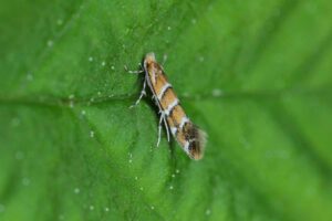 How to Identify and Get Rid of Watermelon Pests - Minneopa Orchards