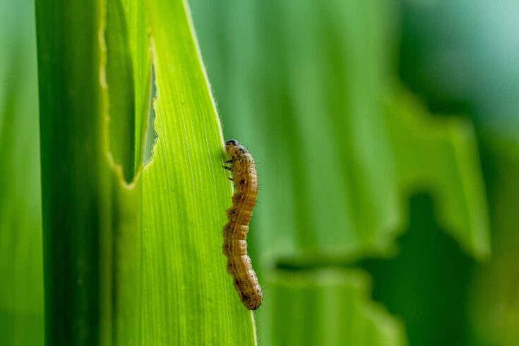 How to Identify and Get Rid of Watermelon Pests - Minneopa Orchards