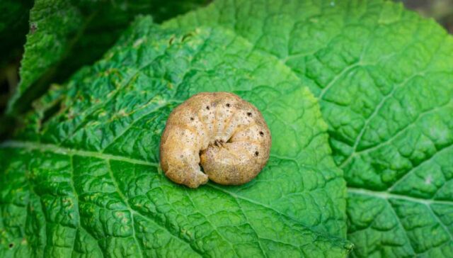 How to Identify and Get Rid of Watermelon Pests - Minneopa Orchards