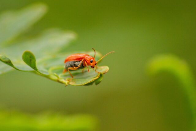 How to Identify and Get Rid of Watermelon Pests - Minneopa Orchards