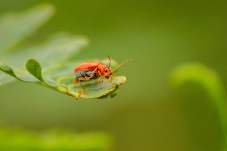 How to Identify and Get Rid of Watermelon Pests - Minneopa Orchards