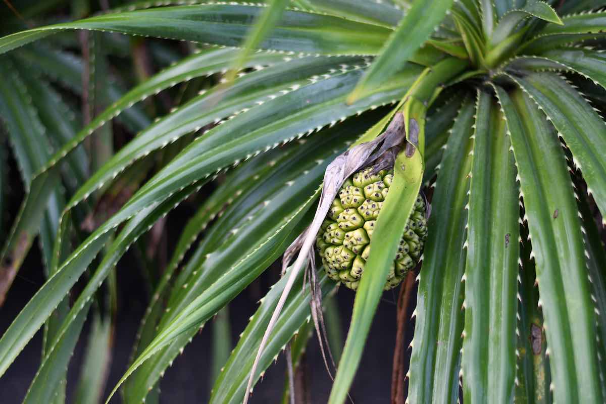 4 Important Tips For How to Harvest Pineapple - Minneopa Orchards