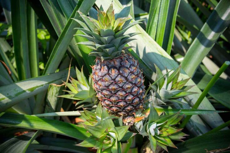 4 Important Tips For How to Harvest Pineapple - Minneopa Orchards