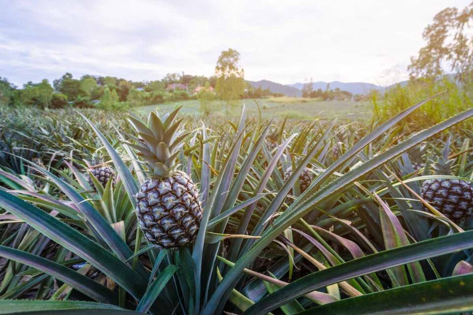 4 Important Tips For How to Harvest Pineapple - Minneopa Orchards