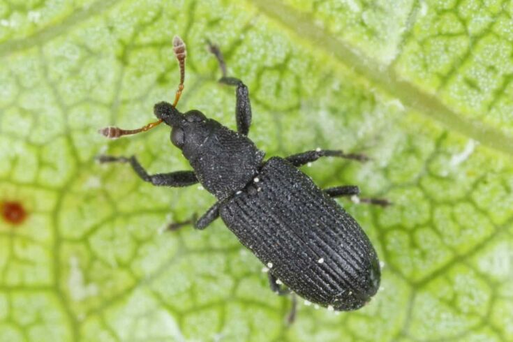 13 Apple Tree Pests: How to Get Rid of and Prevent Them on Apple Trees ...