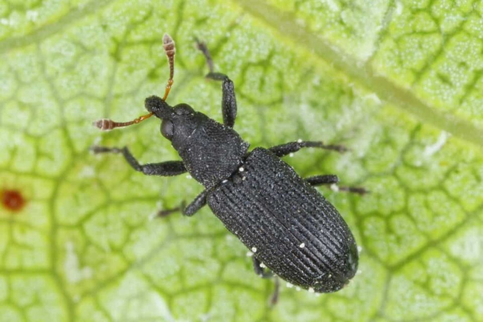 13 Apple Tree Pests: How to Get Rid of and Prevent Them on Apple Trees ...