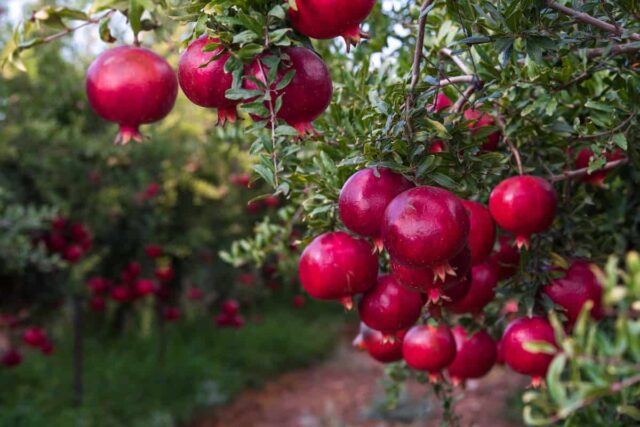 When to Pick Pomegranates: A Guide To Pomegranate Harvesting - Minneopa ...