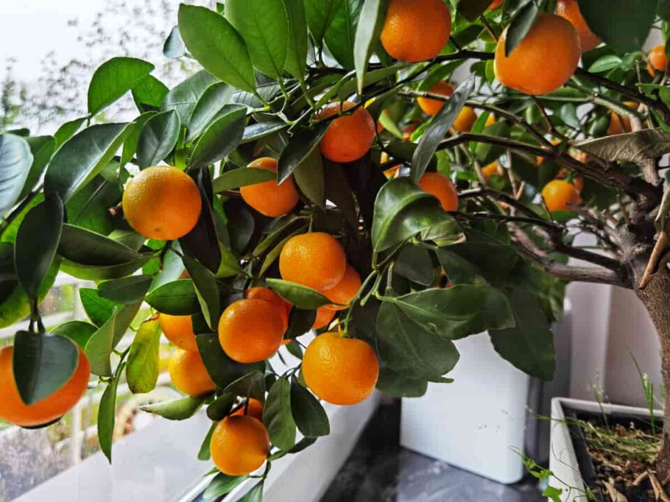 All About Growing Indoor Orange Trees - Minneopa Orchards