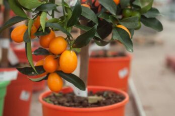 The Meiwa Kumquat - Minneopa Orchards