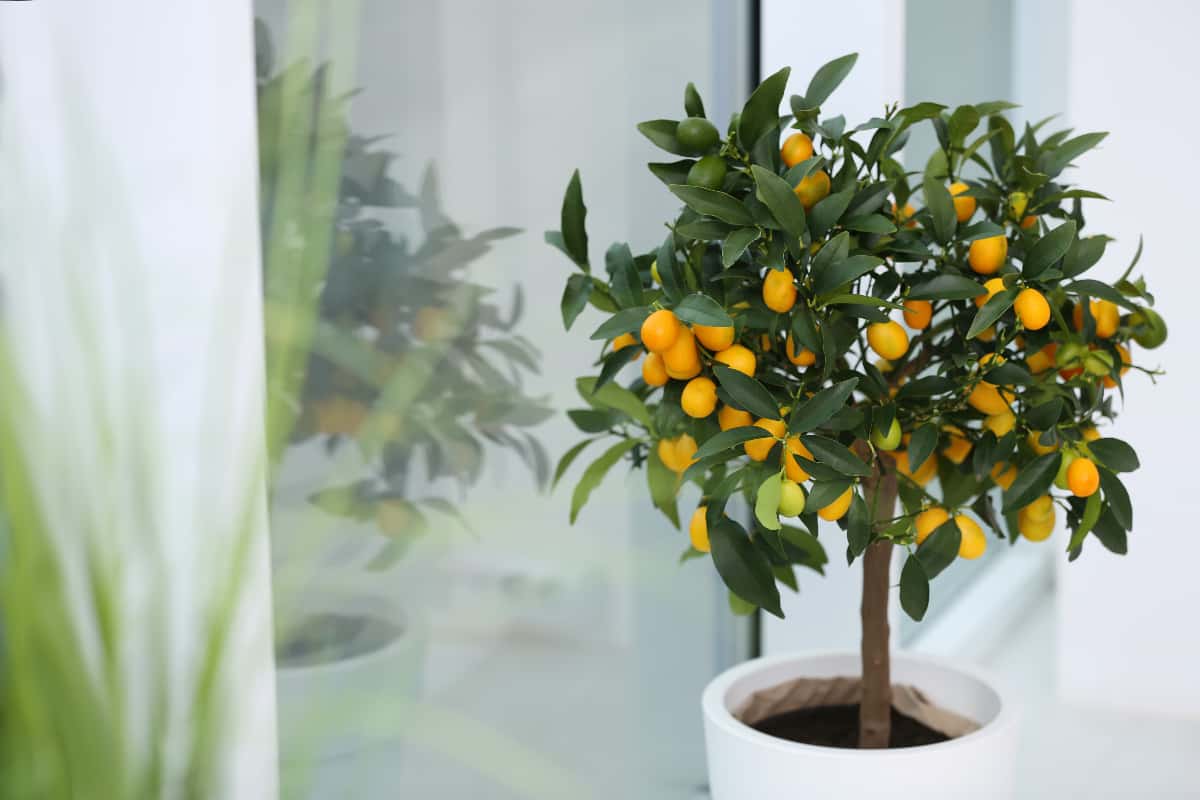 How to Grow Kumquat Trees - Minneopa Orchards