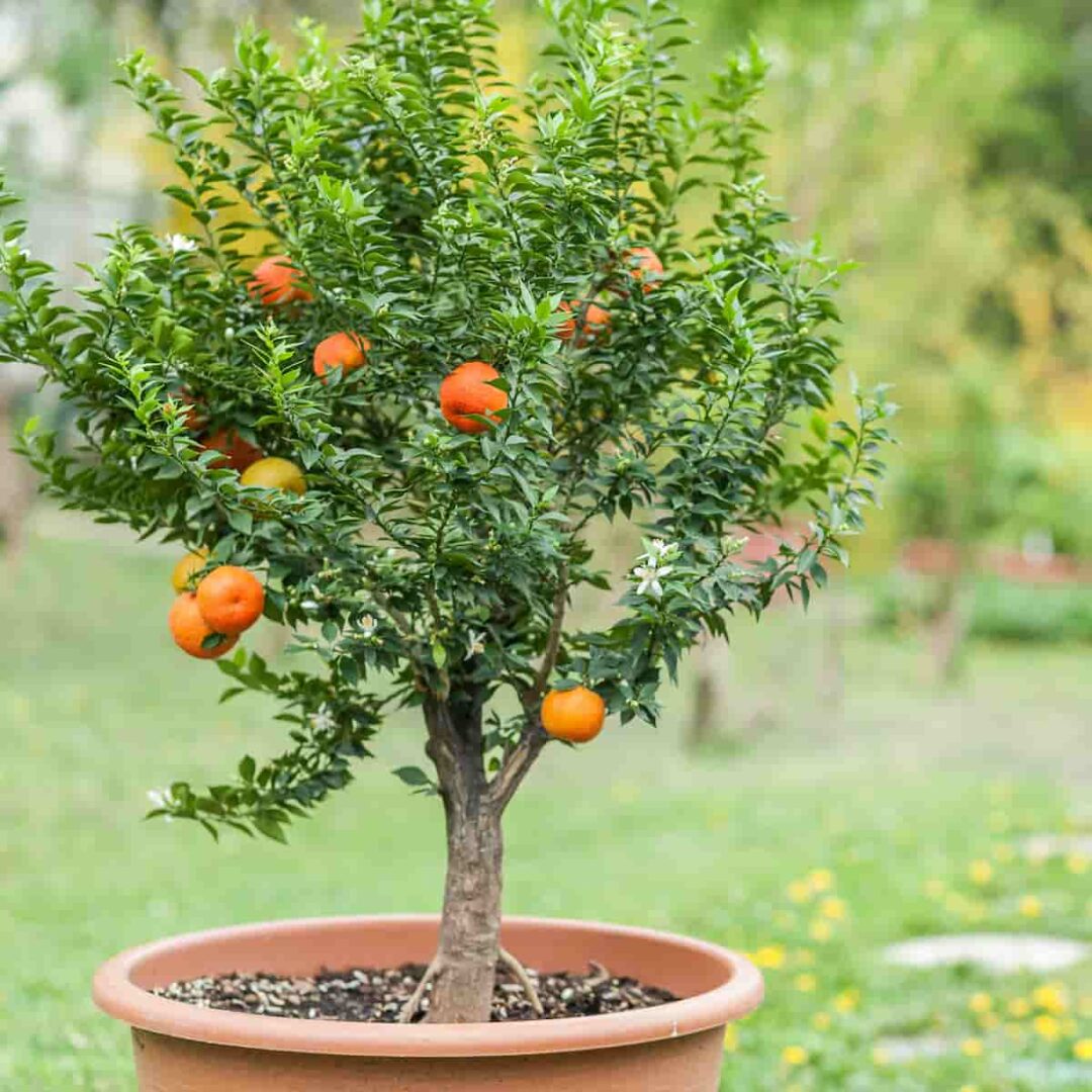 The Complete Guide to Orange Tree Fertilizers - Minneopa Orchards