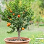 How to Plant an Orange Tree - Minneopa Orchards