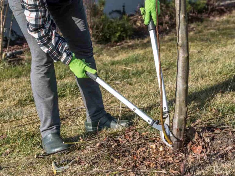 How to Prune a Peach Tree - Minneopa Orchards