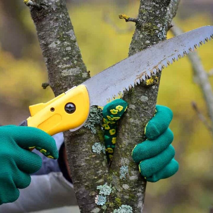 Tools Pruning - Minneopa Orchards