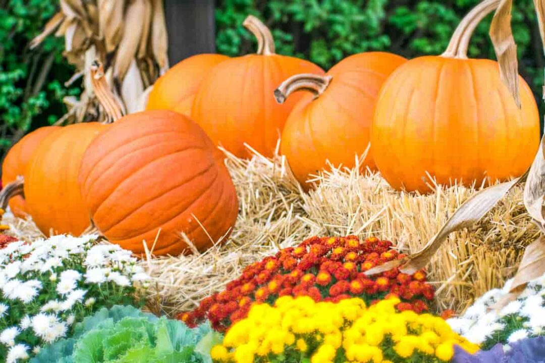 The 11 Best Pumpkin Patches in Indiana - Minneopa Orchards