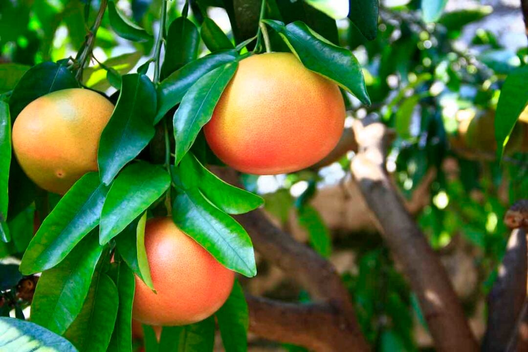 The Ray Ruby Grapefruit: 6 Important Facts You Need to Know - Minneopa ...