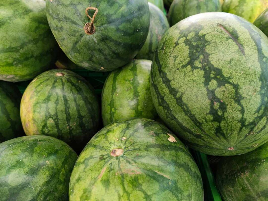 When is Watermelon Ripe? 7 Easy Ways to Tell - Minneopa Orchards