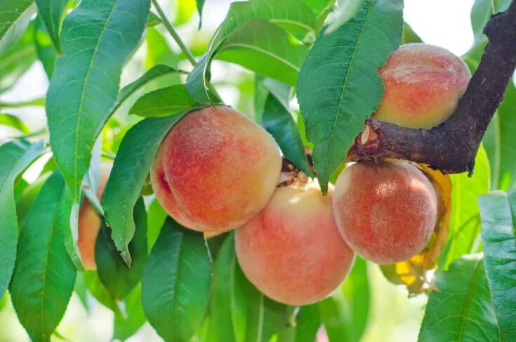 How to Prune a Peach Tree - Minneopa Orchards