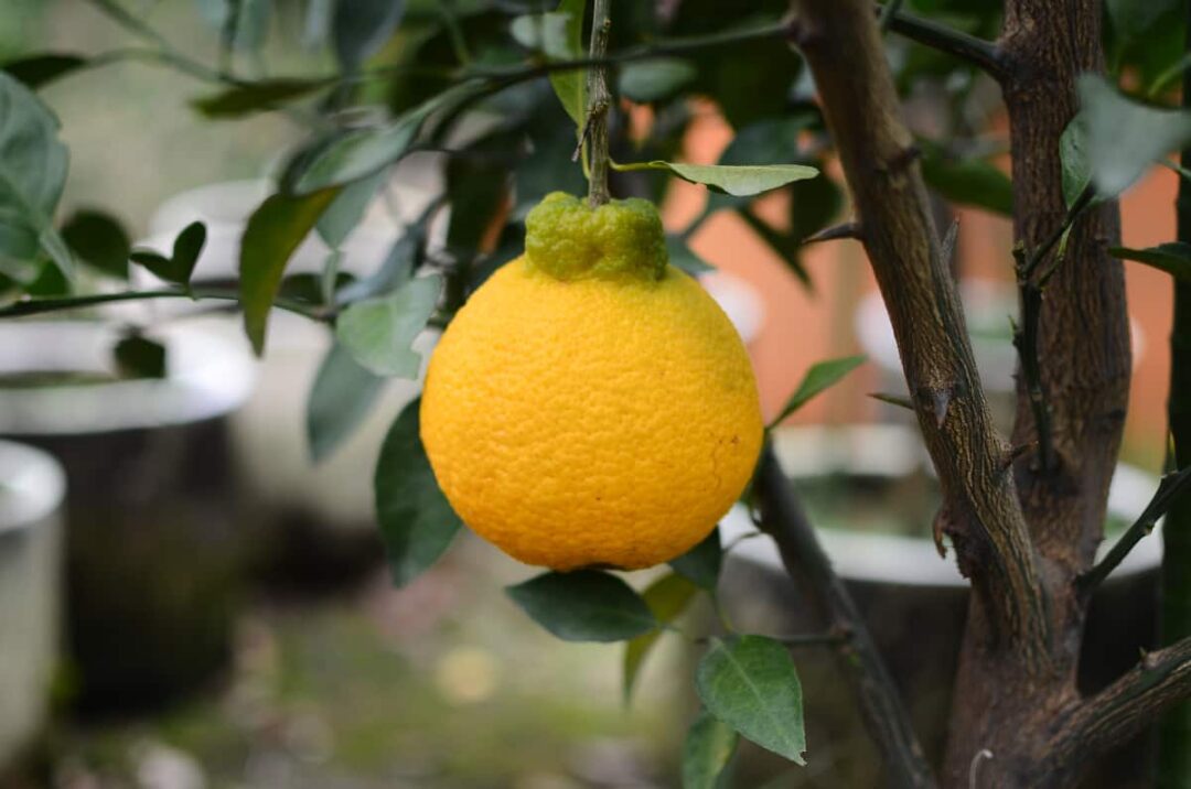 All About the Shiranui Mandarin - Minneopa Orchards