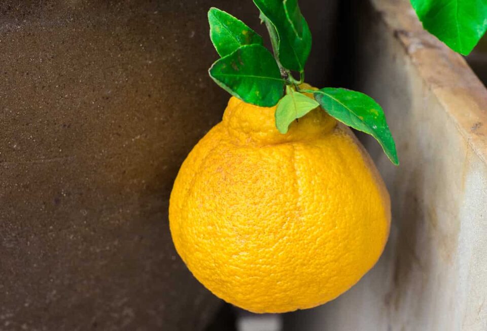 All About the Shiranui Mandarin - Minneopa Orchards
