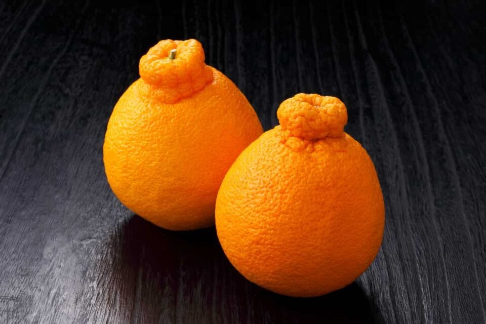 All About the Shiranui Mandarin - Minneopa Orchards