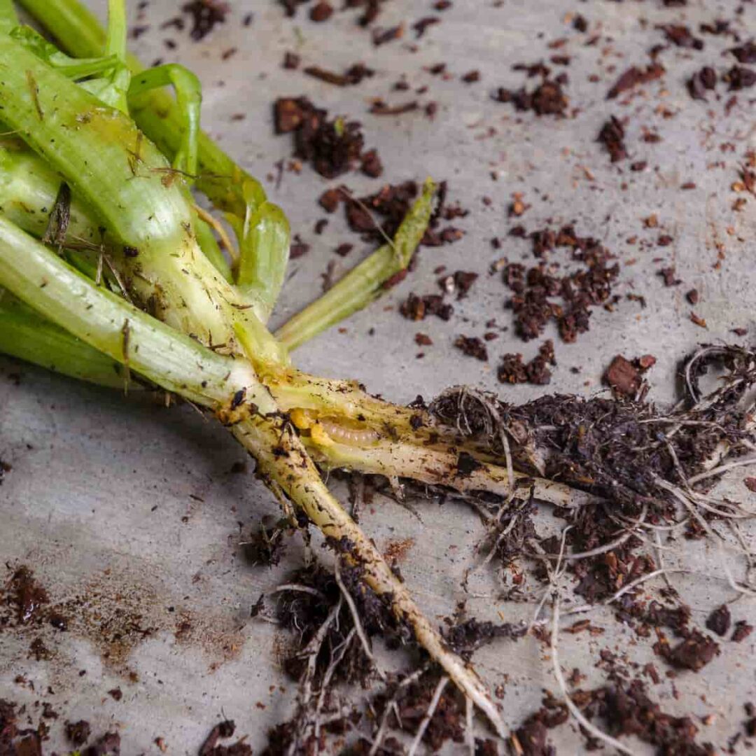 How to Grow a Pumpkin Patch - Minneopa Orchards